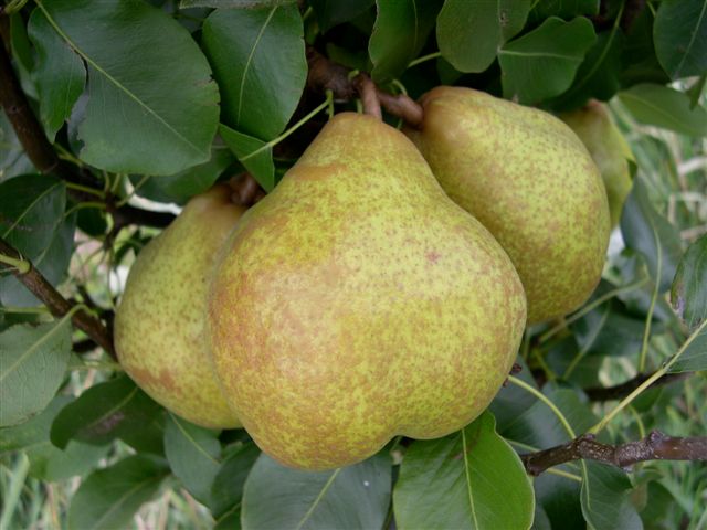 How to Grow Pip and Stone Fruit – Terra Viva Home and Garden