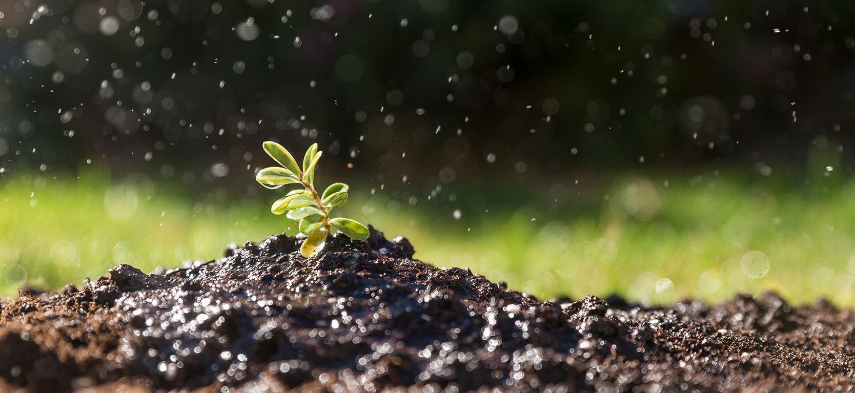 HOW TO FEED and FERTILISE – Terra Viva Home and Garden