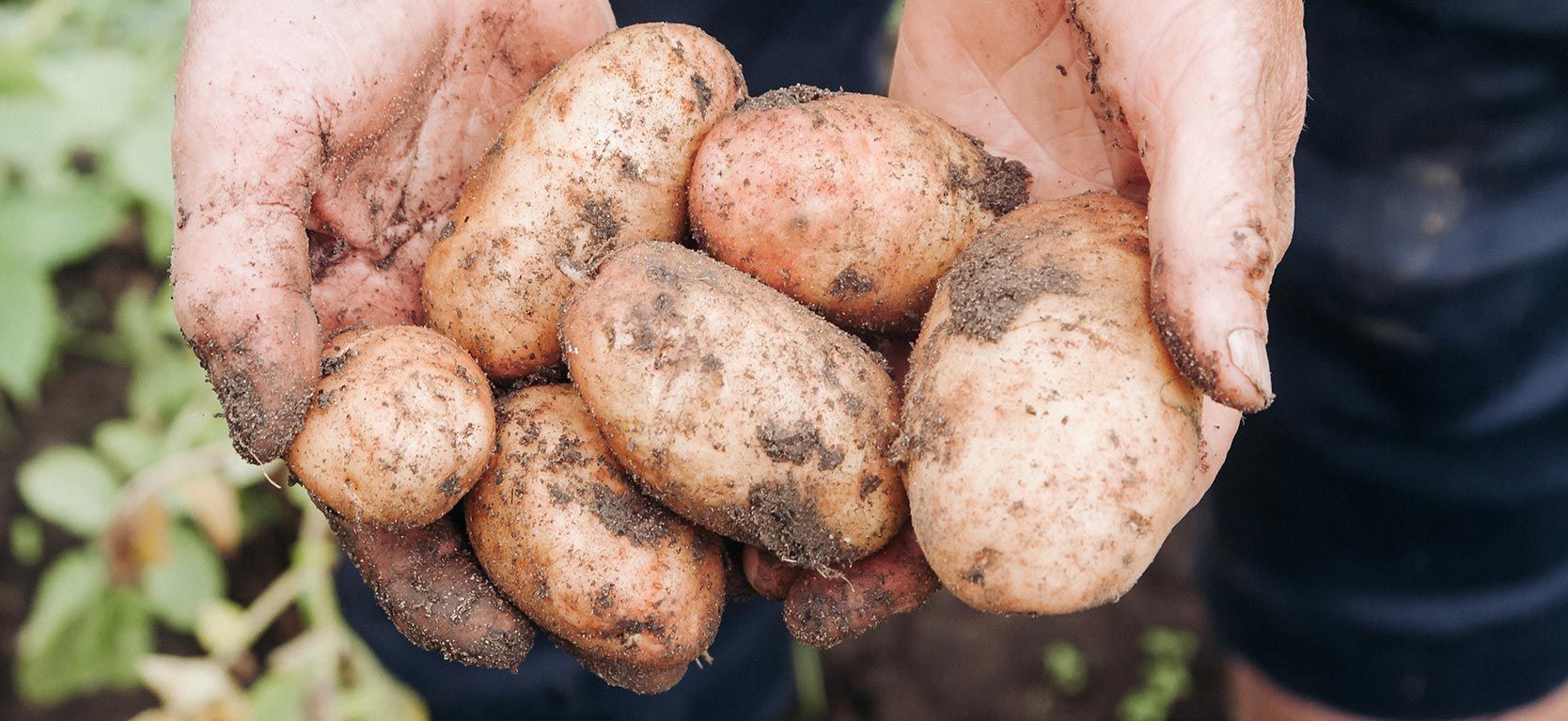 How to Grow Potatoes in a Container – Terra Viva Home and Garden