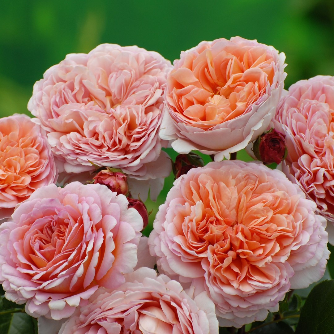 David Austin + Old Fashioned Bush Roses – Terra Viva Home and Garden