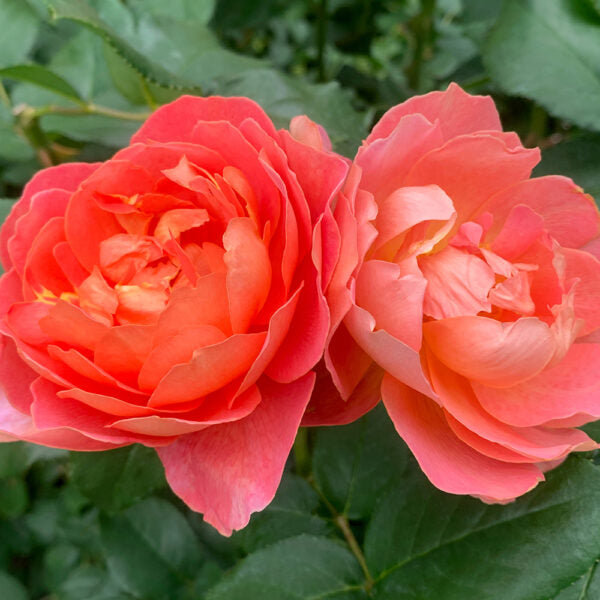 Modern Bush Roses – Page 3 – Terra Viva Home and Garden