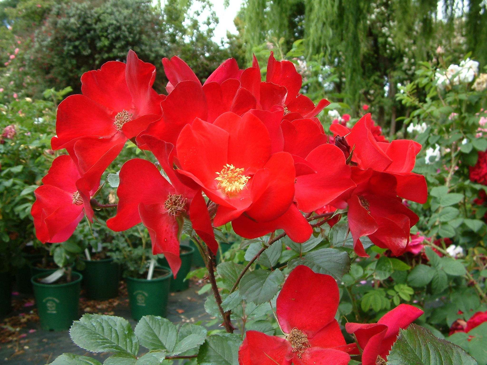 Roses - Red – Terra Viva Home and Garden