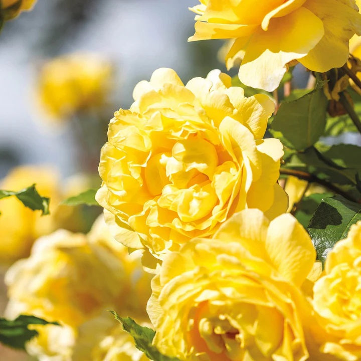Roses - Yellow – Terra Viva Home and Garden
