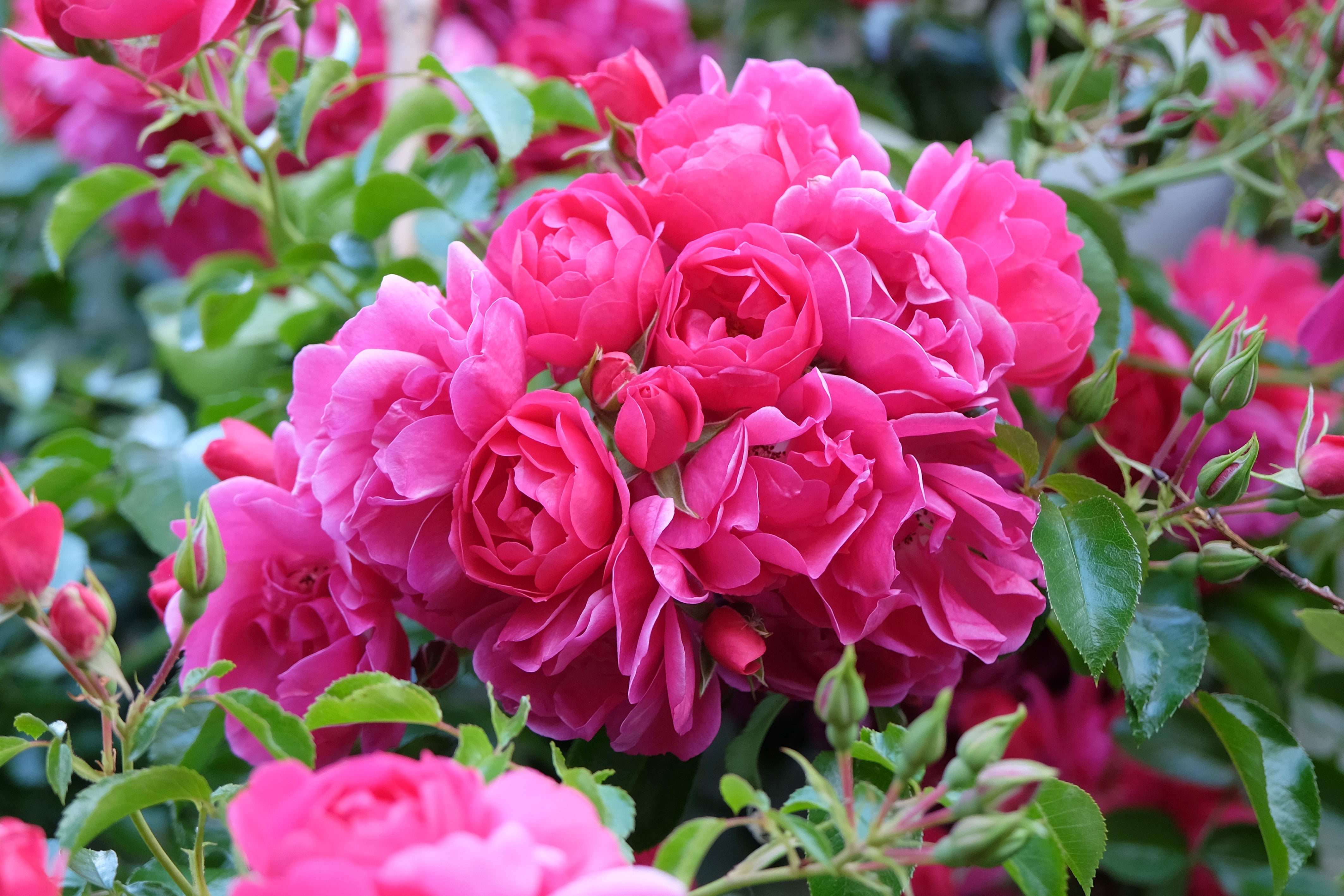 Flower Carpet Roses – Terra Viva Home and Garden