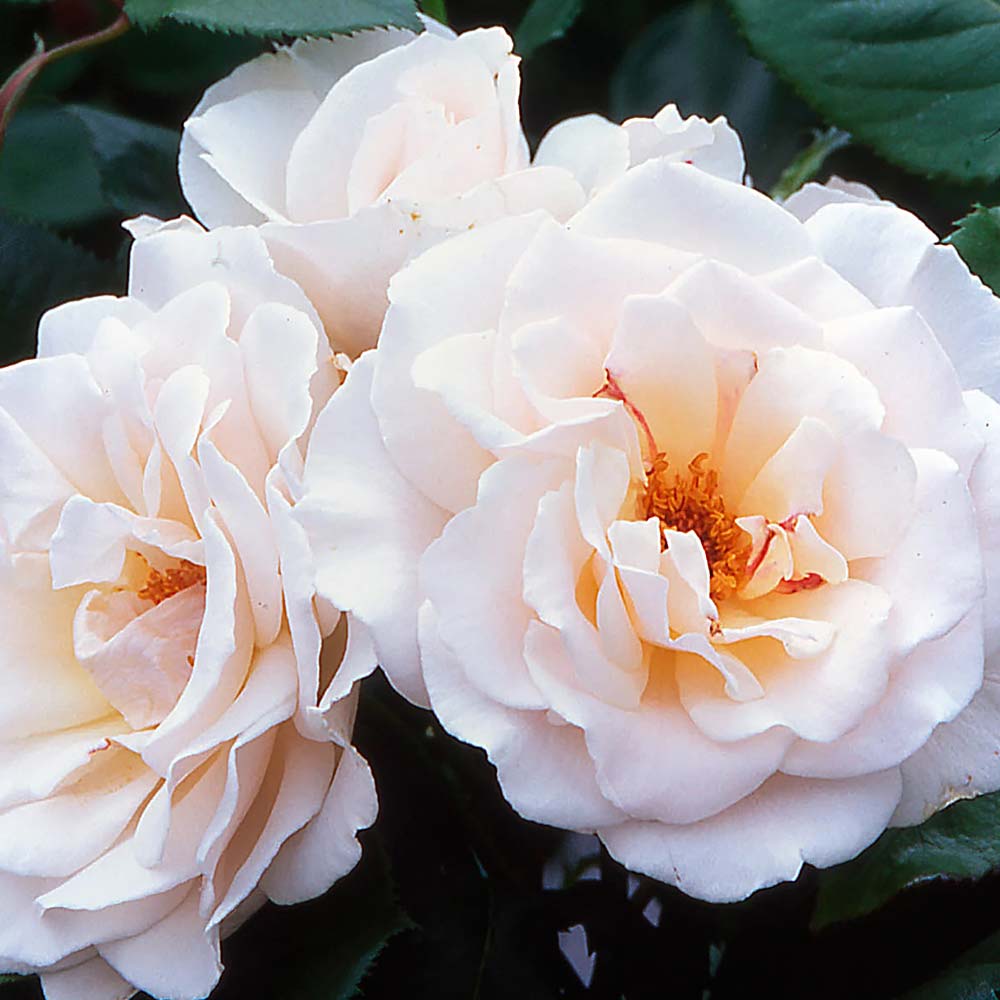 Standard Roses – Terra Viva Home and Garden
