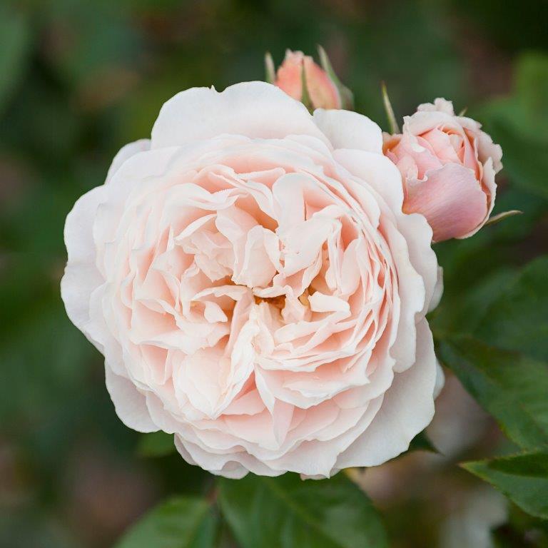 Standard Rose A Moment in Time – Terra Viva Home and Garden