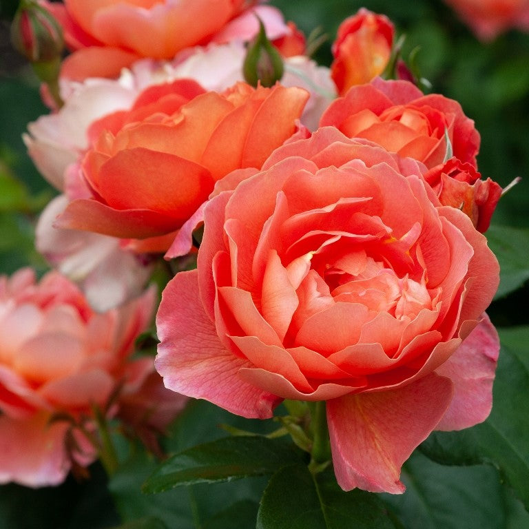 Rose Allison Scott – Terra Viva Home and Garden