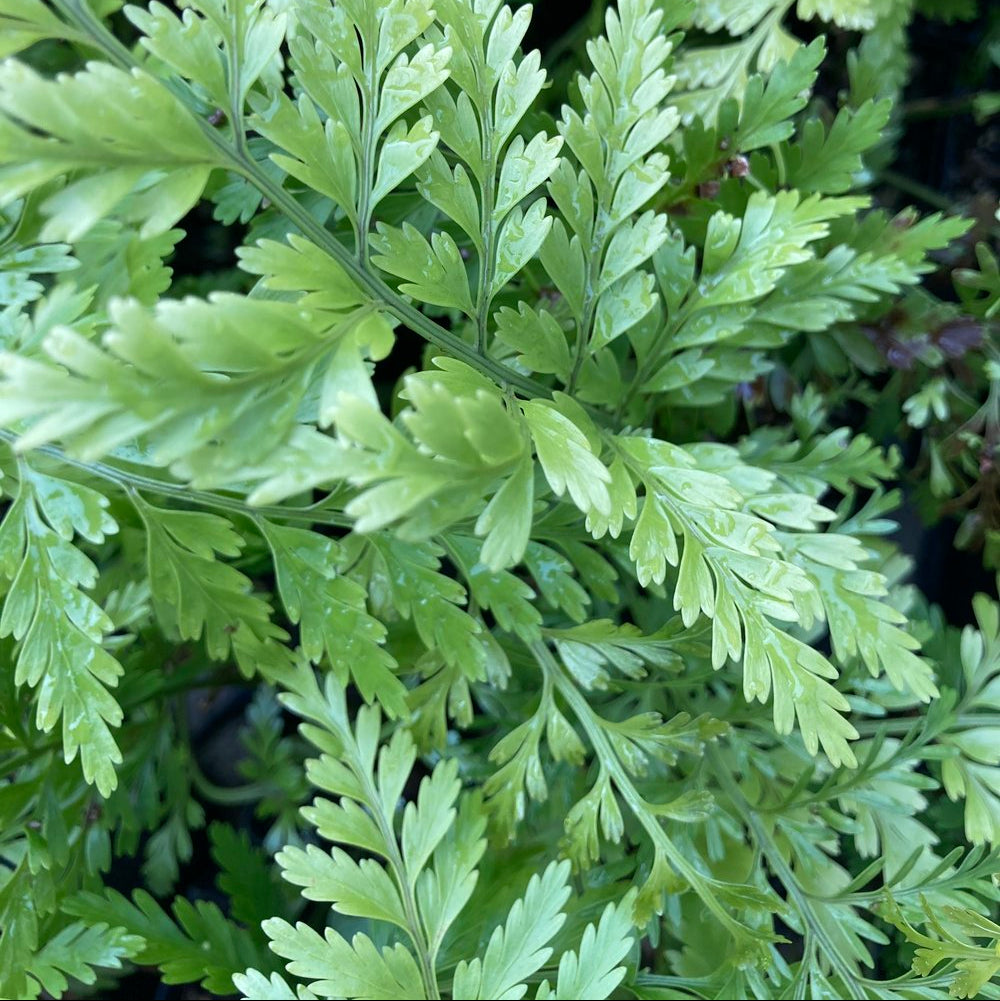Asplenium bulbiferum (Hen and Chicken Fern) – Terra Viva Home and Garden