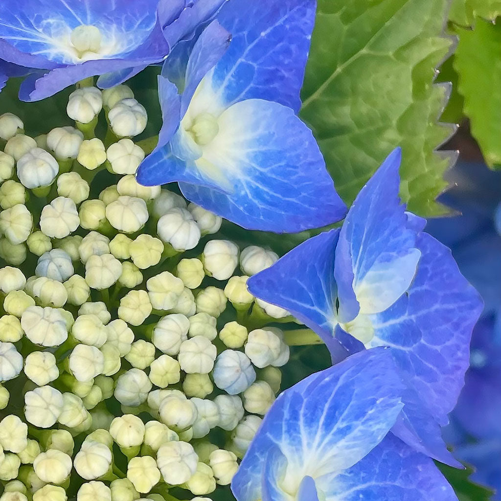 Hydrangea | Blueberries and Cream – Terra Viva Home and Garden