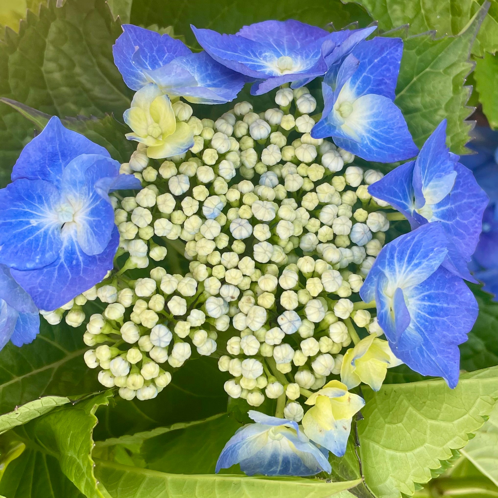 Hydrangea 'Blueberries and Cream' – Terra Viva Home and Garden