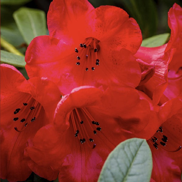 Rhododendron Elizabeth Red Royalty – Terra Viva Home and Garden