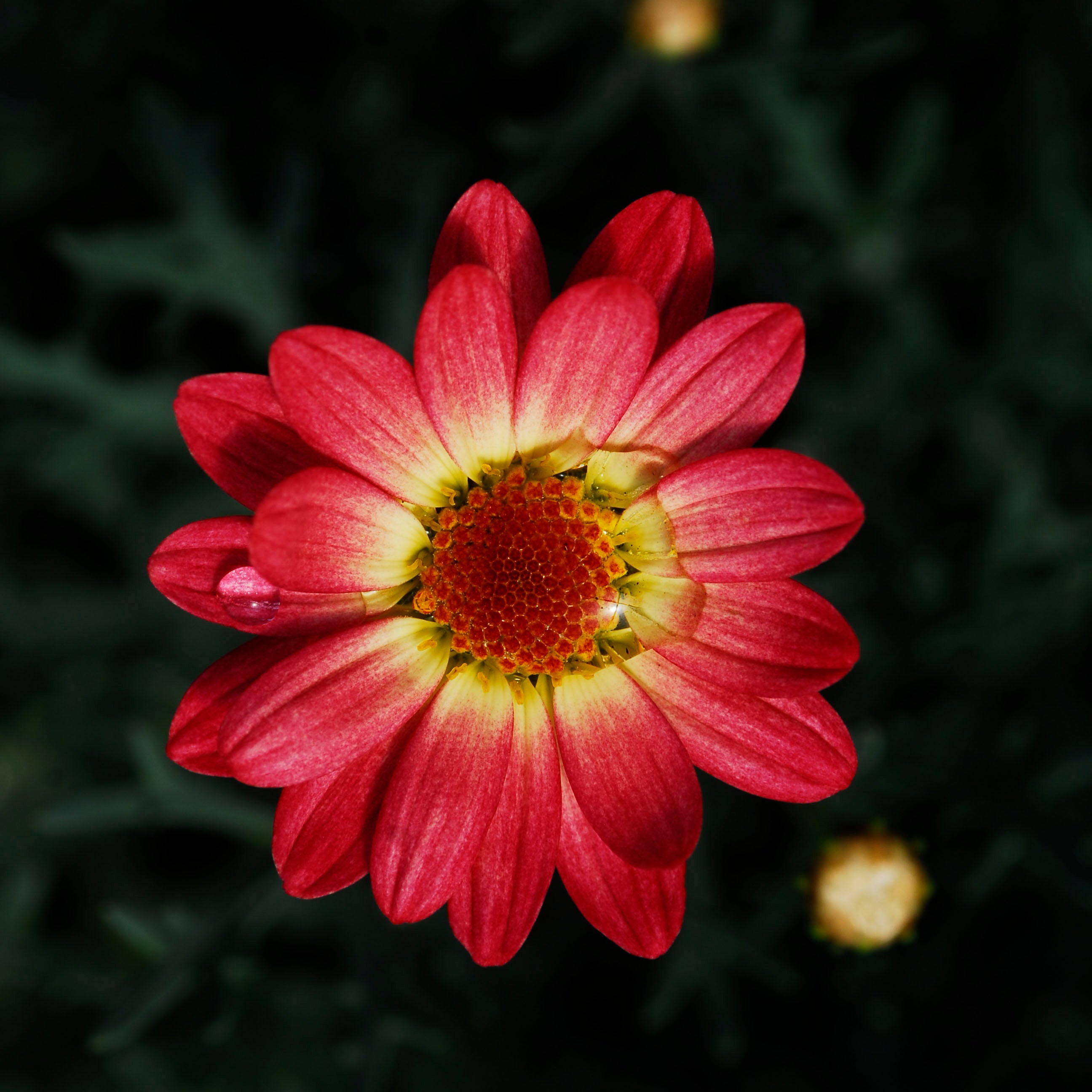 Federation Daisy Coral 9cm – Terra Viva Home and Garden