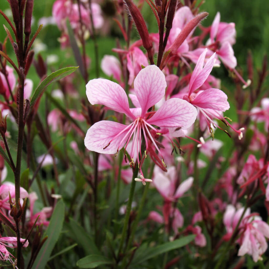 Gaura Pink Bouquet – Terra Viva Home and Garden