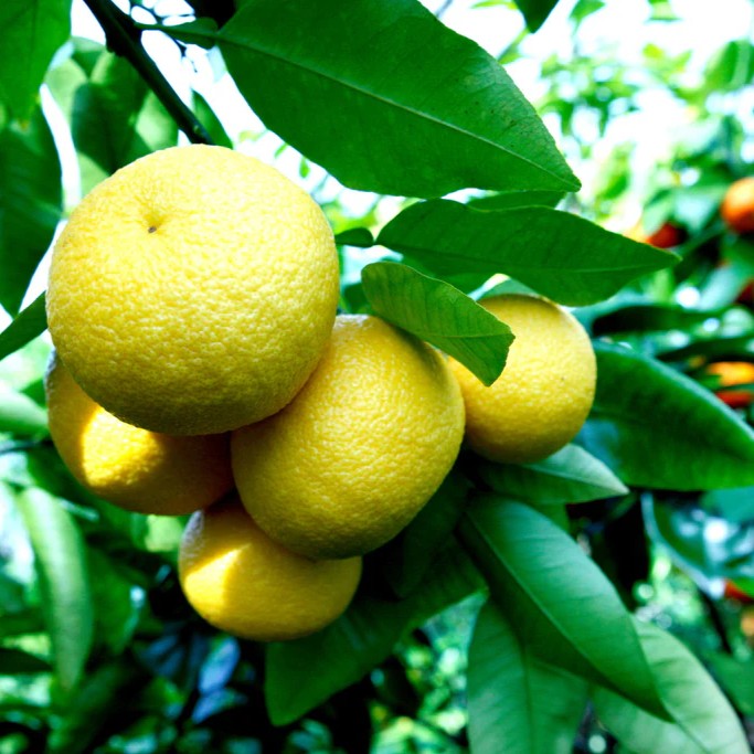 Grapefruit Golden Special – Terra Viva Home and Garden