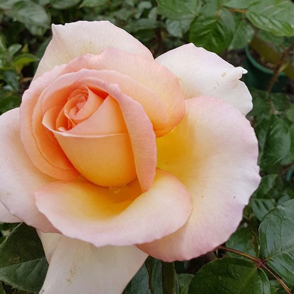 Rose Hamilton Gardens – Terra Viva Home and Garden