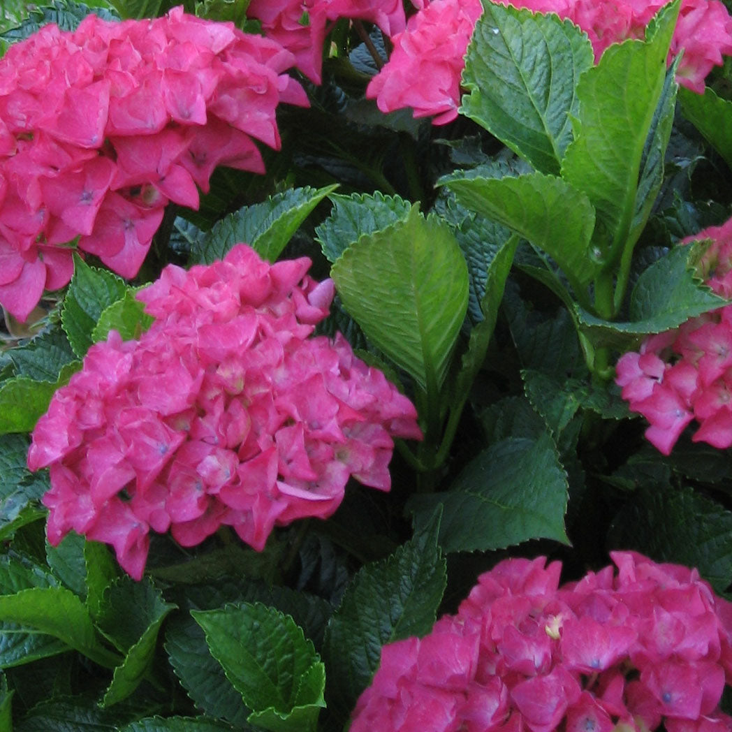 Hydrangea | Paris – Terra Viva Home and Garden