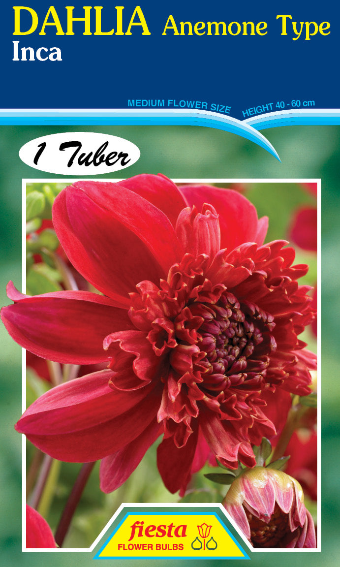 DAHLIA 'Inca' – Terra Viva Home and Garden