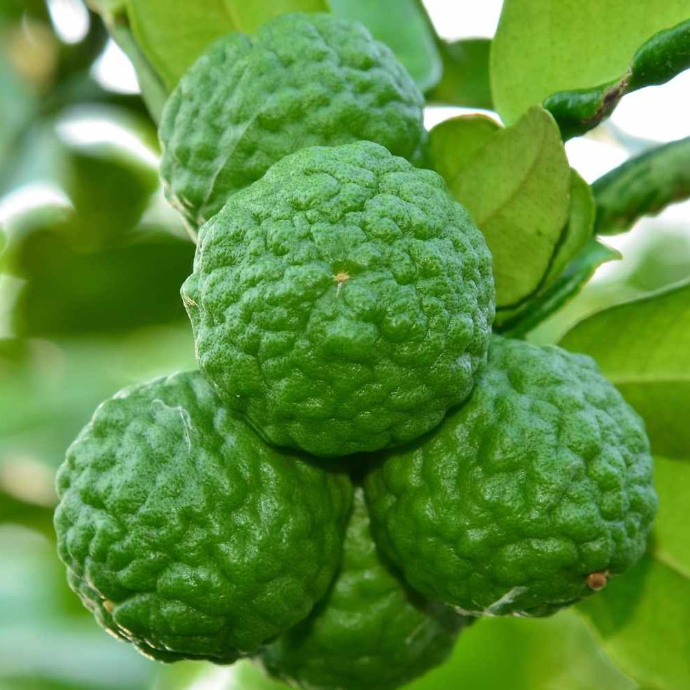 Kaffir Lime Dwarf – Terra Viva Home and Garden