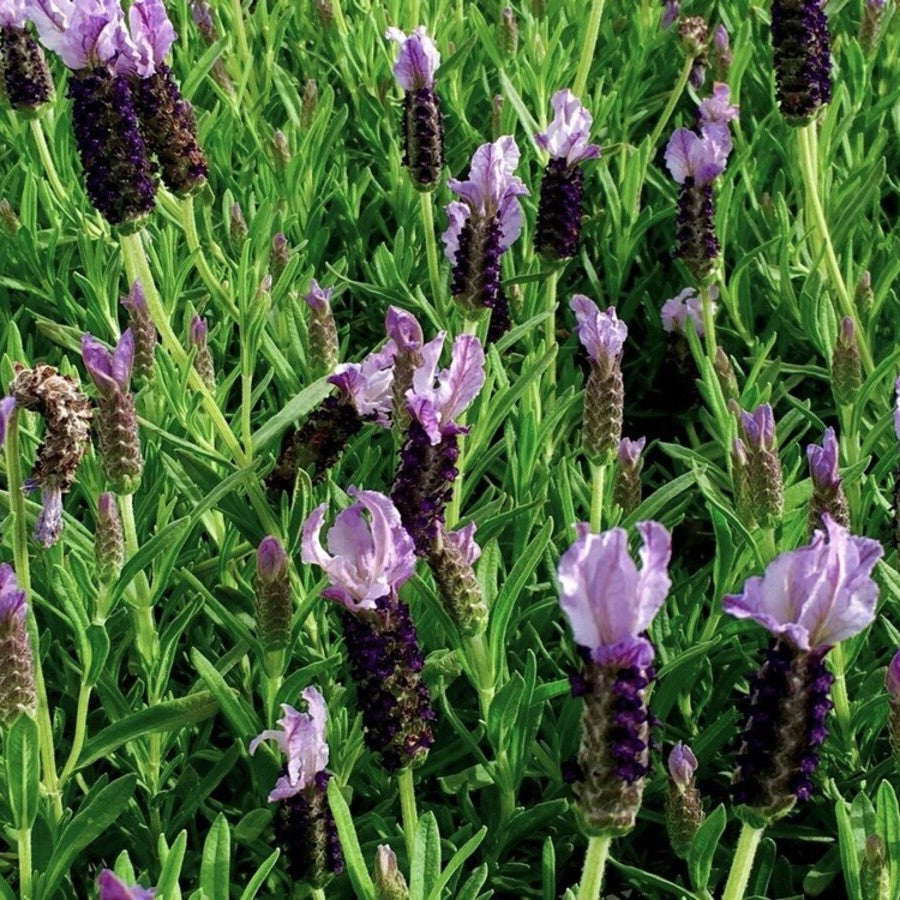 Lavender | Sensation Blue – Terra Viva Home and Garden