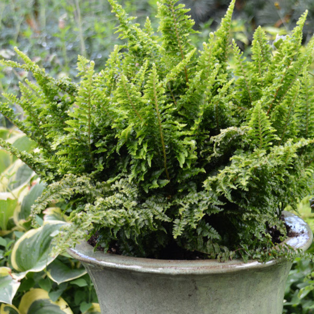 Nephrolepis exaltata Fluffy Ruffles – Terra Viva Home and Garden