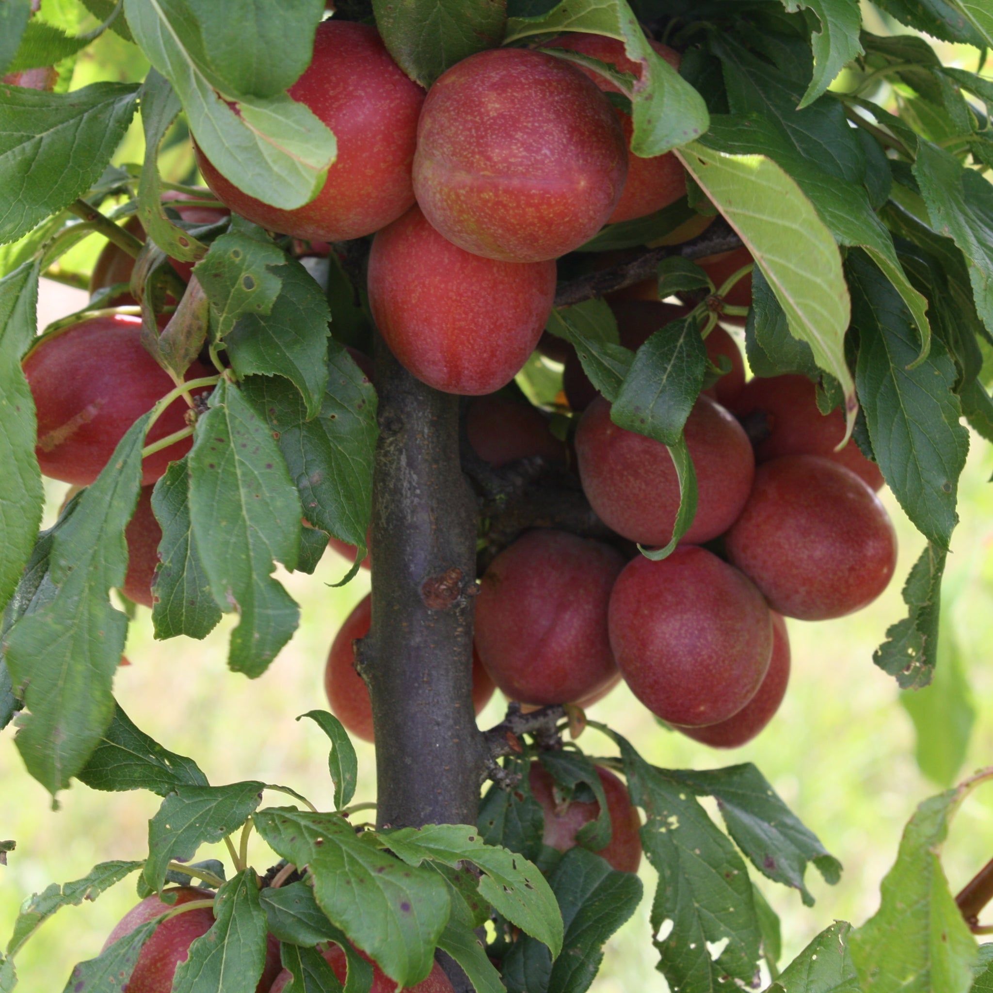 Plum 'Hawera' – Terra Viva Home and Garden