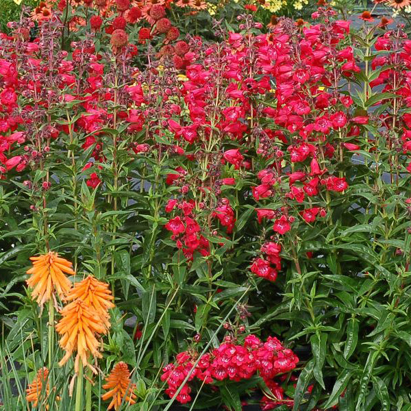 Penstemon 'Cha Cha Cherry' 9cm – Terra Viva Home and Garden