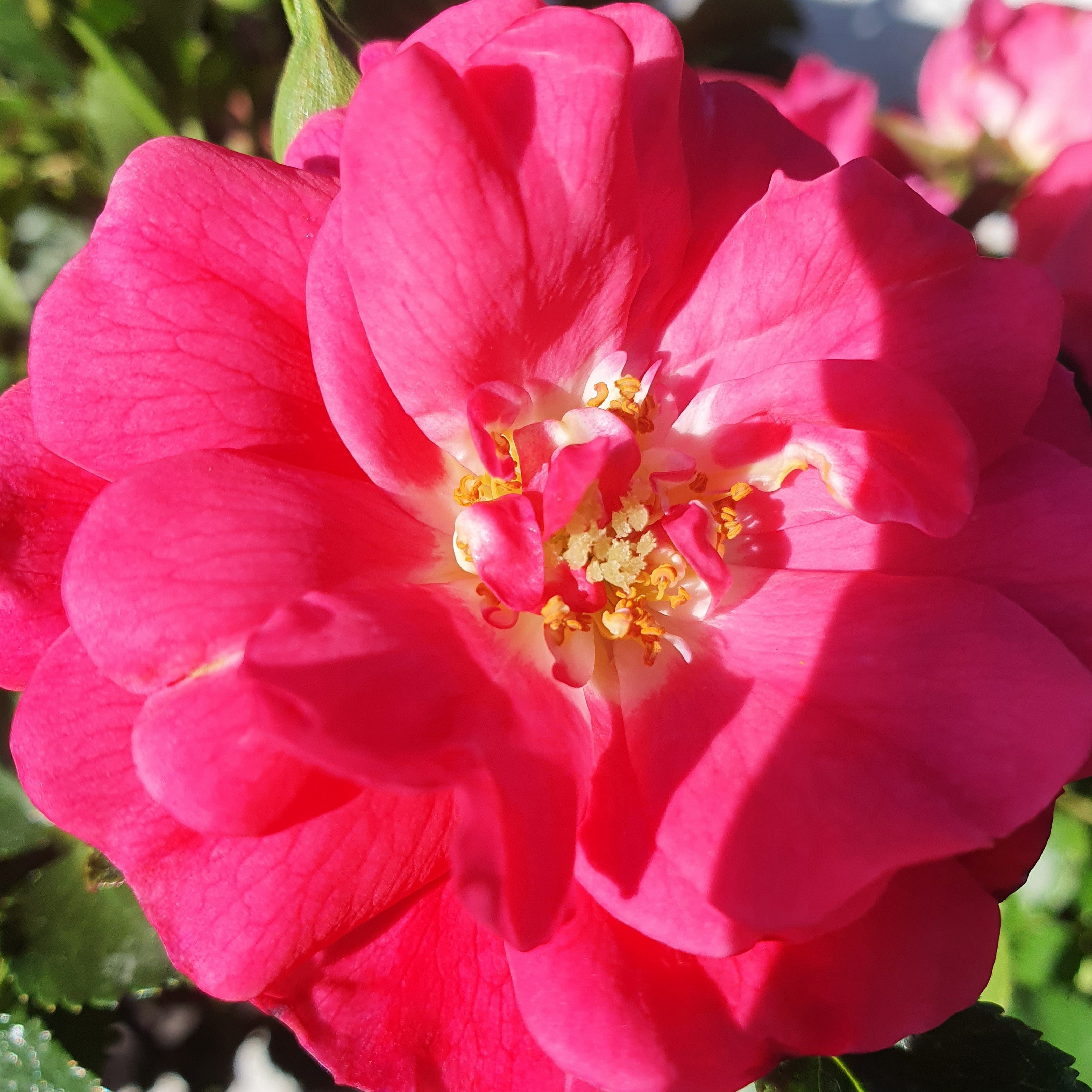 Flower Carpet Rose Pink – Terra Viva Home and Garden