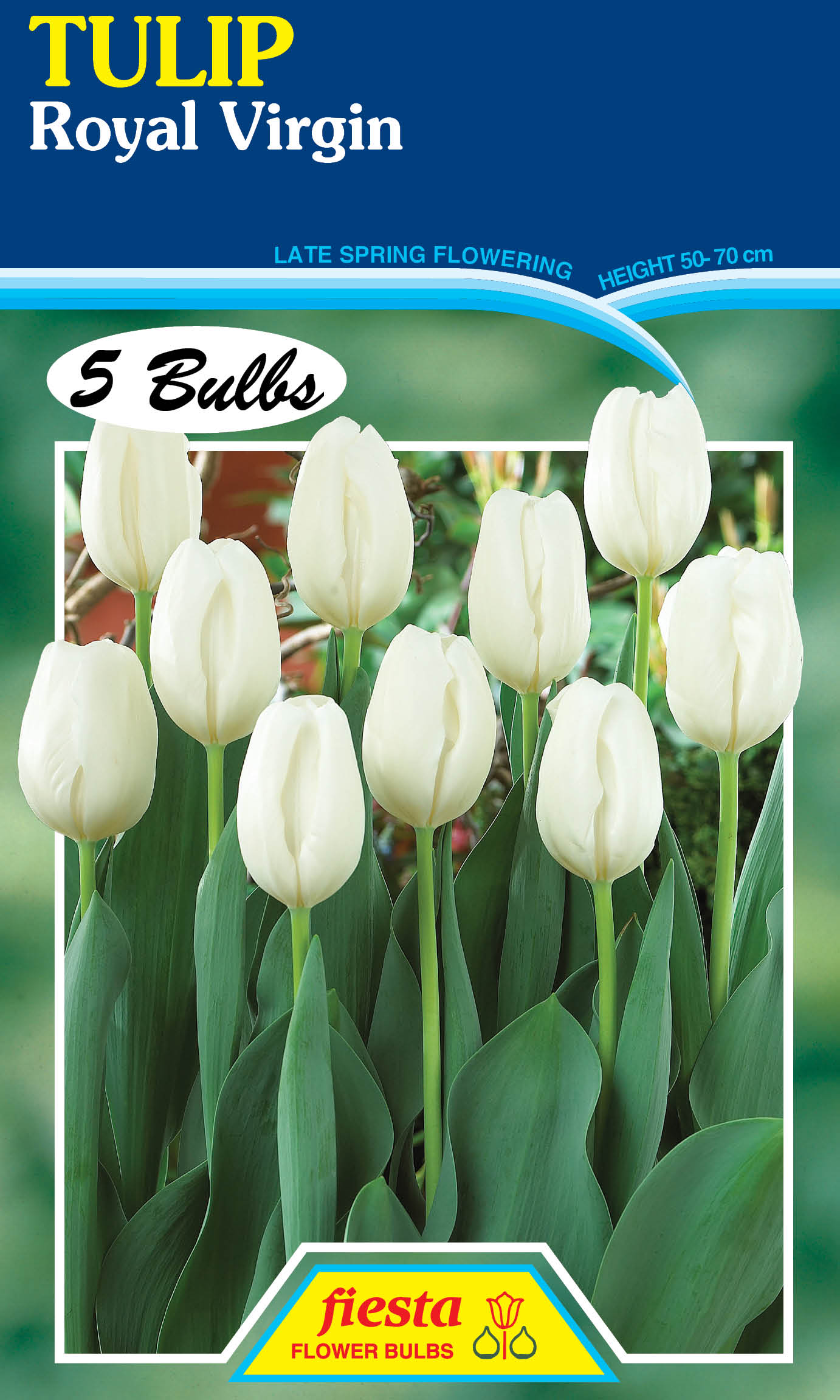 Tulip Royal Virgin – Terra Viva Home and Garden