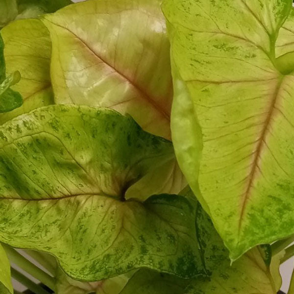 Syngonium | Golden Allusion – Terra Viva Home and Garden