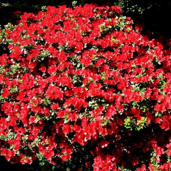 Azalea Wards Ruby – Terra Viva Home and Garden