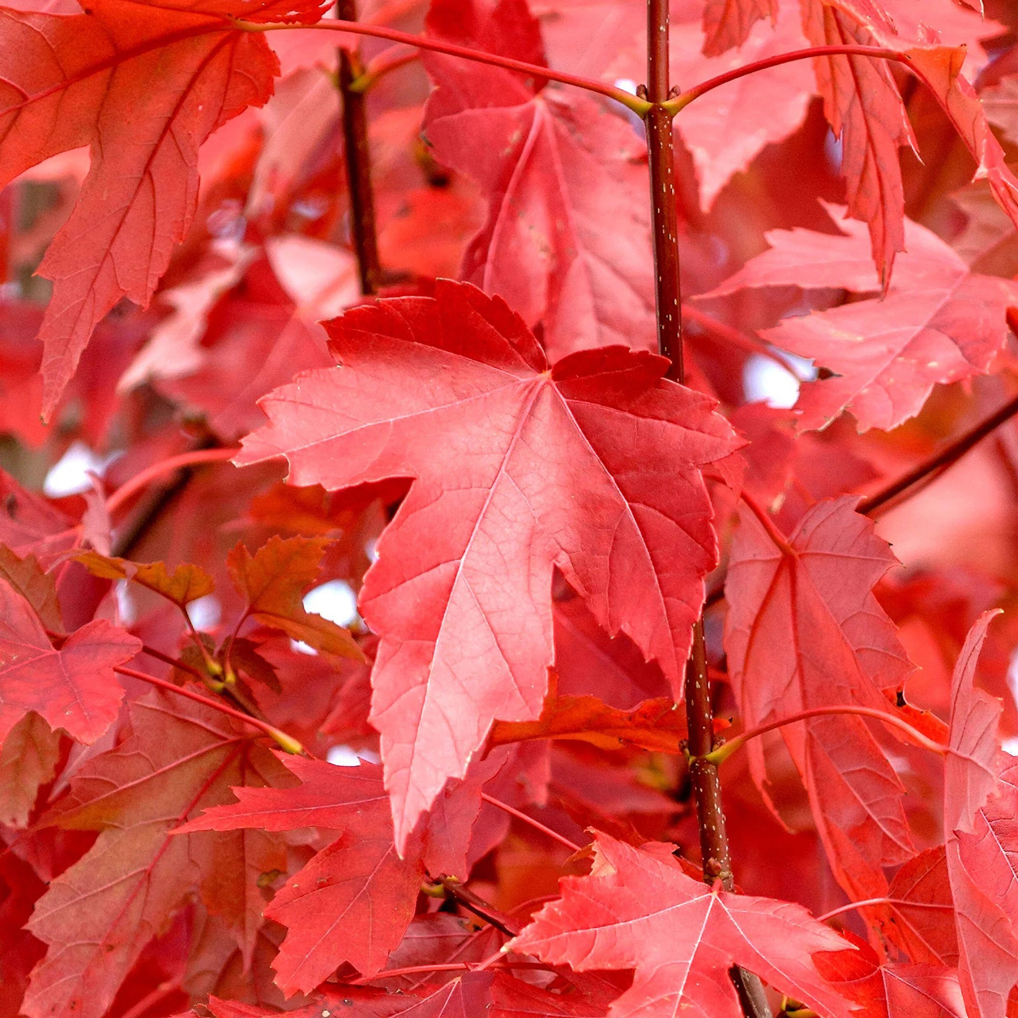 ACER | JEFFERS RED – Terra Viva Home and Garden