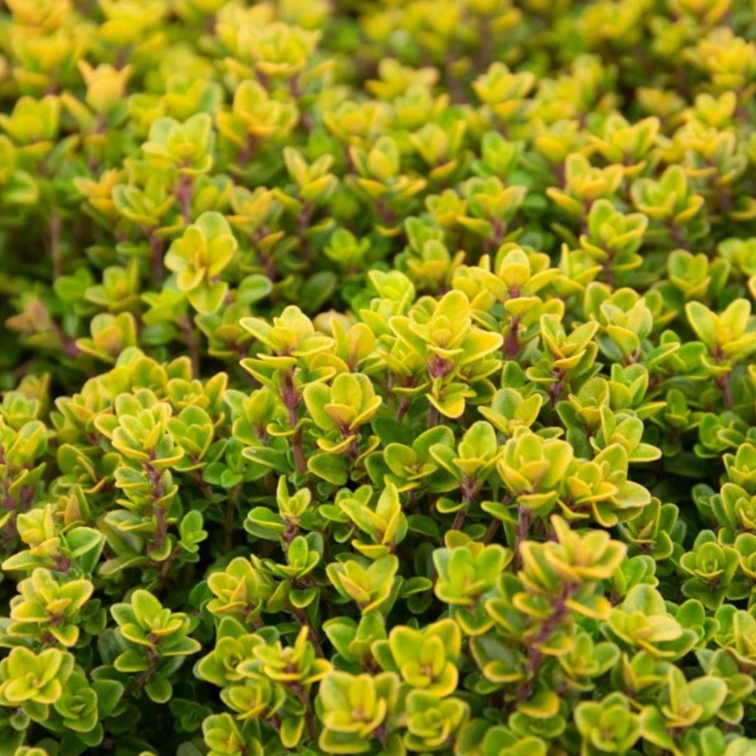 Thymus x citriodorus Aureus – Terra Viva Home and Garden