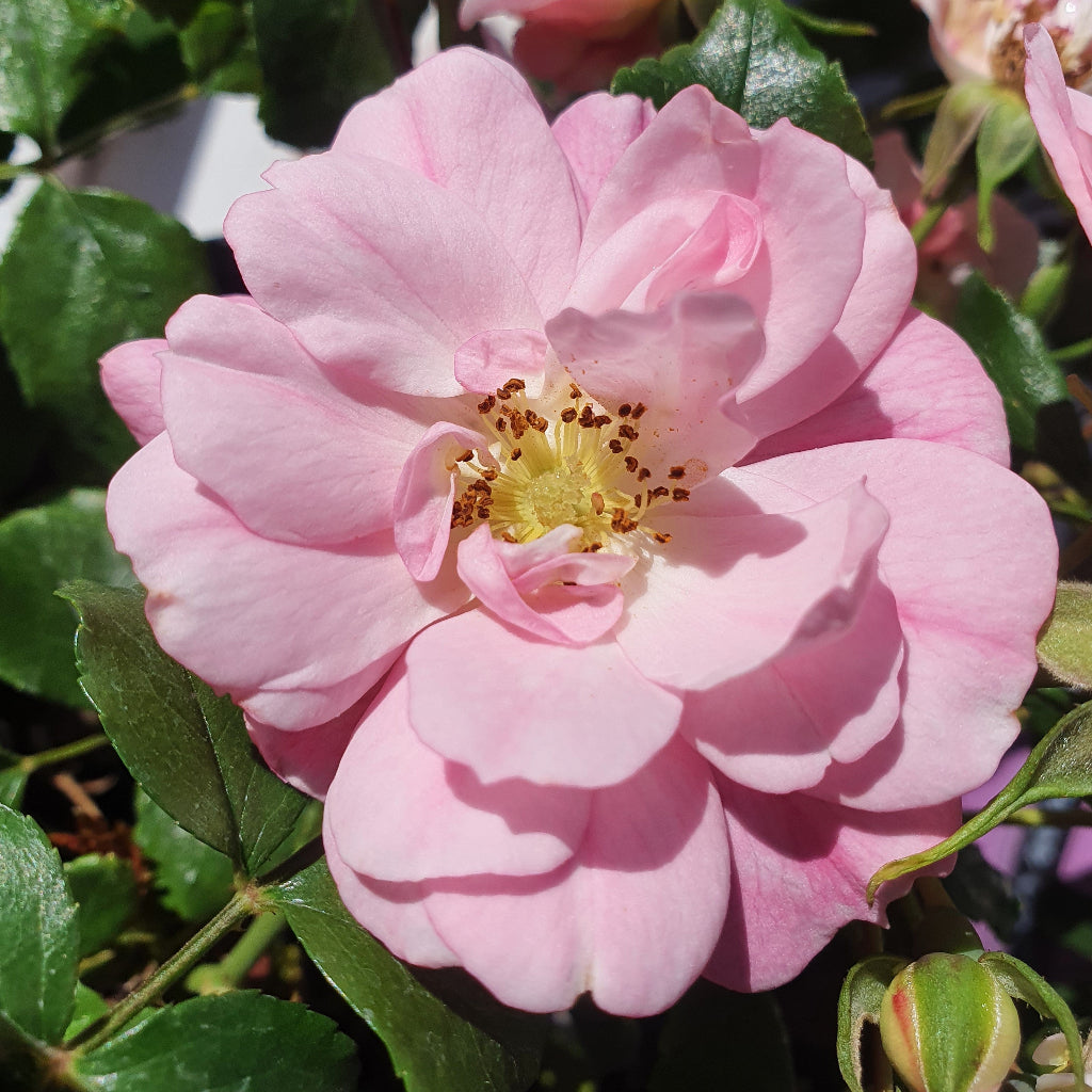 Flower Carpet Rose Apple Blossom – Terra Viva Home and Garden